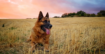 13 Common Health Problems in German Shepherds | Veterinary Formula